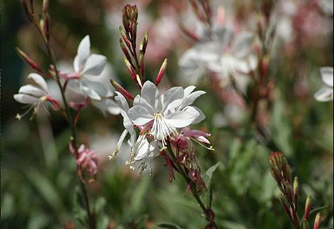 Butterfly Plant Sales – Shopping