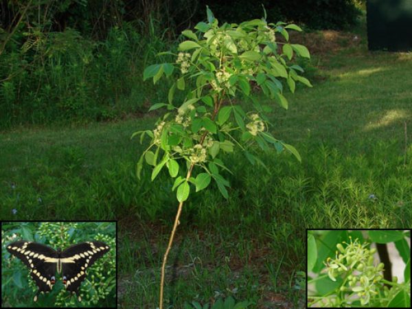 Fall Plant Sale – Shopping