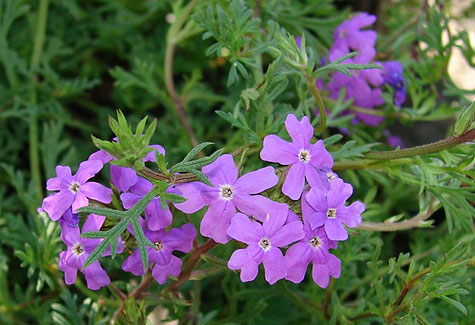 #266 Moss Verbena – Shopping