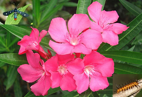 #258 Oleander – Shopping