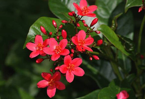 #2 Peregrina – Shopping