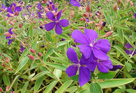 #87 Princess Flower – Shopping