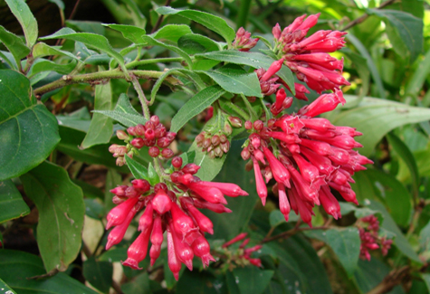 #3 Red Cestrum – Shopping