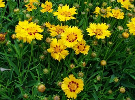#312 Rising Sun Coreopsis – Shopping