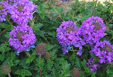 #222 Homestead Rose Verbena – Shopping