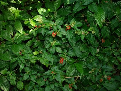 #425 Rouge Plant – Shopping