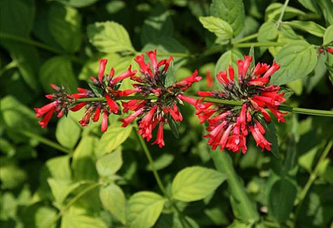 #173 Red Firecracker – Shopping