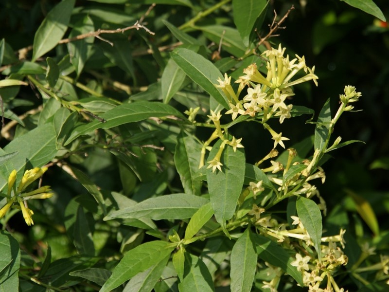 #468 Yellow Cestrum – Shopping