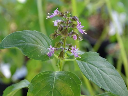 #530 Wild Sweet Basil – Shopping