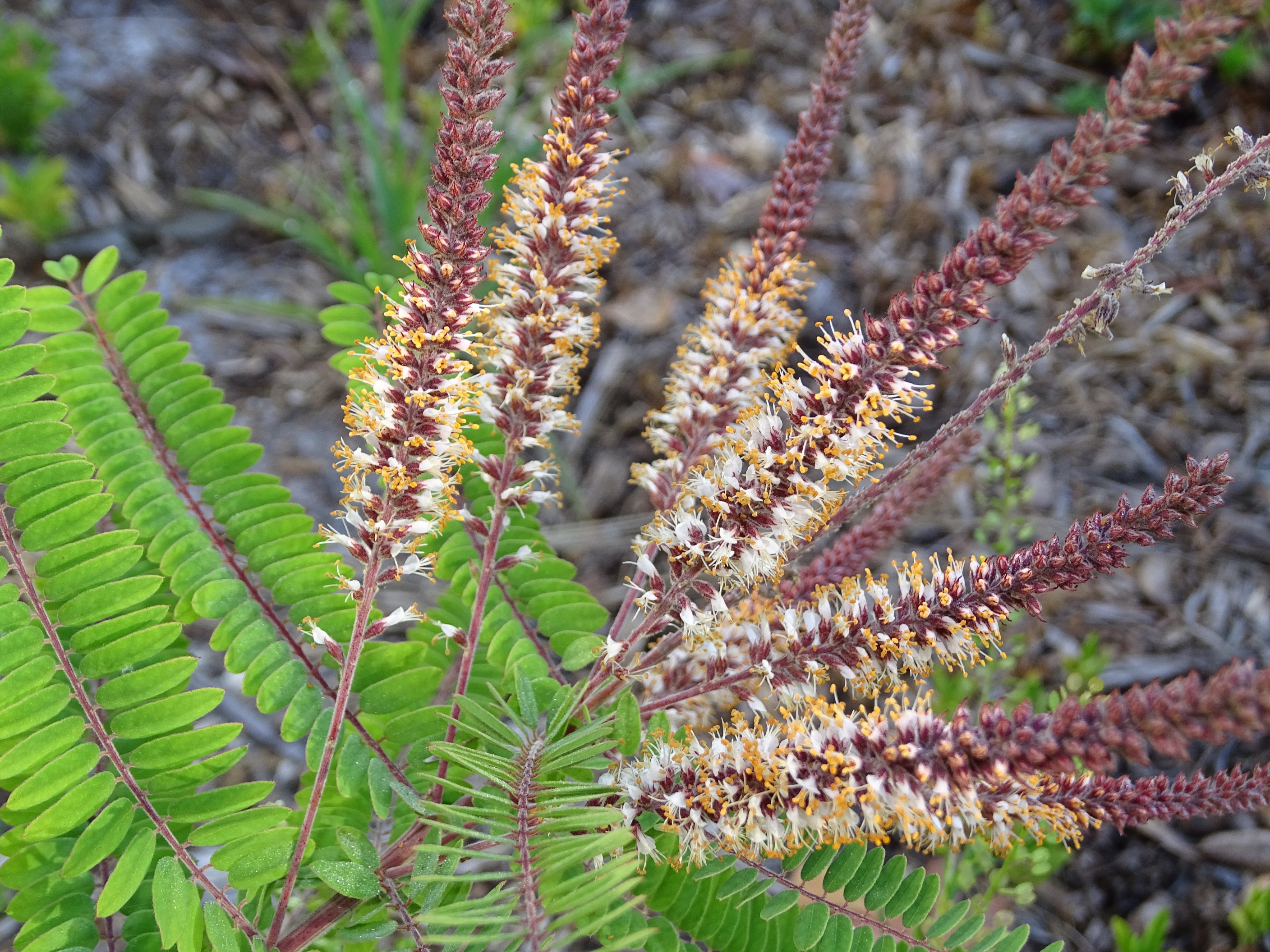 #106 Dwarf Indigo Bush – Shopping