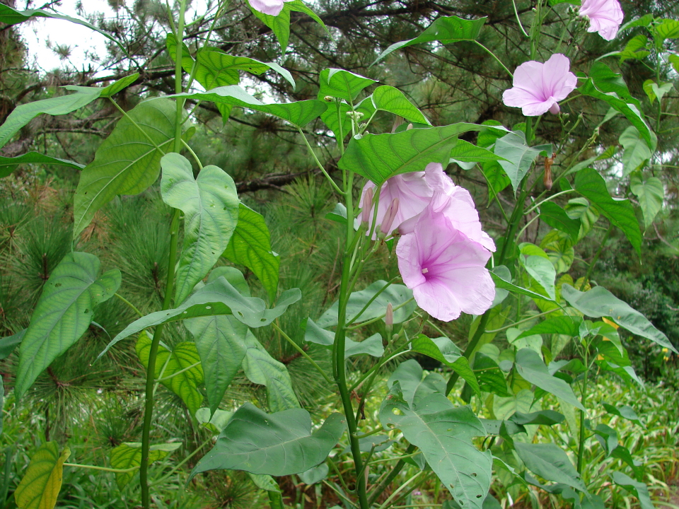 #278 Bush Morning Glory – Shopping