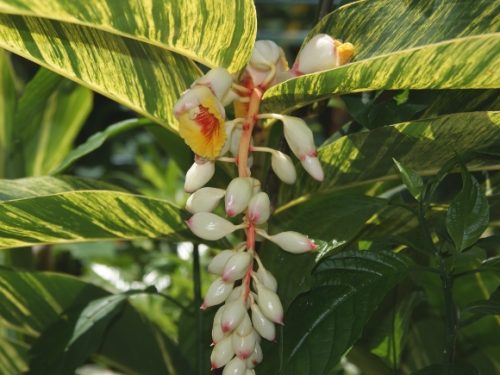 #116 Variegated Shell Ginger – Shopping