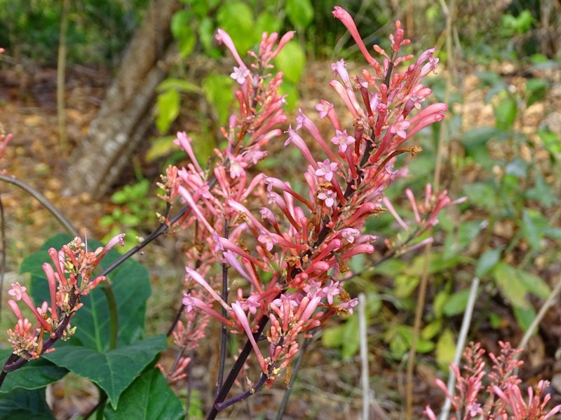 #5 Coral Firespike – Shopping