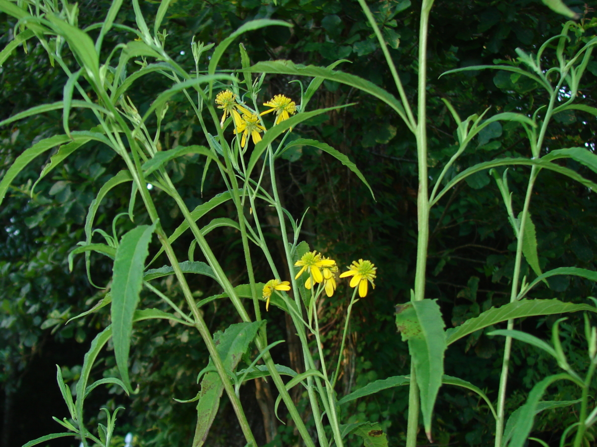 #51 Wingstem – Shopping