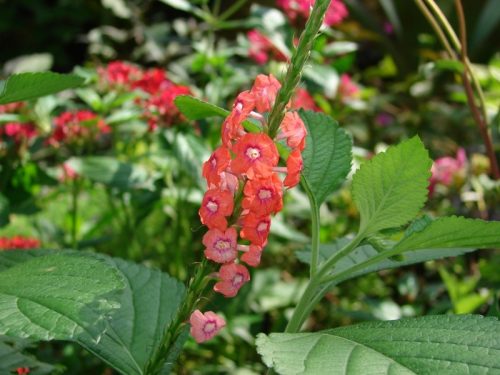 #12 Pink Porterweed – Shopping