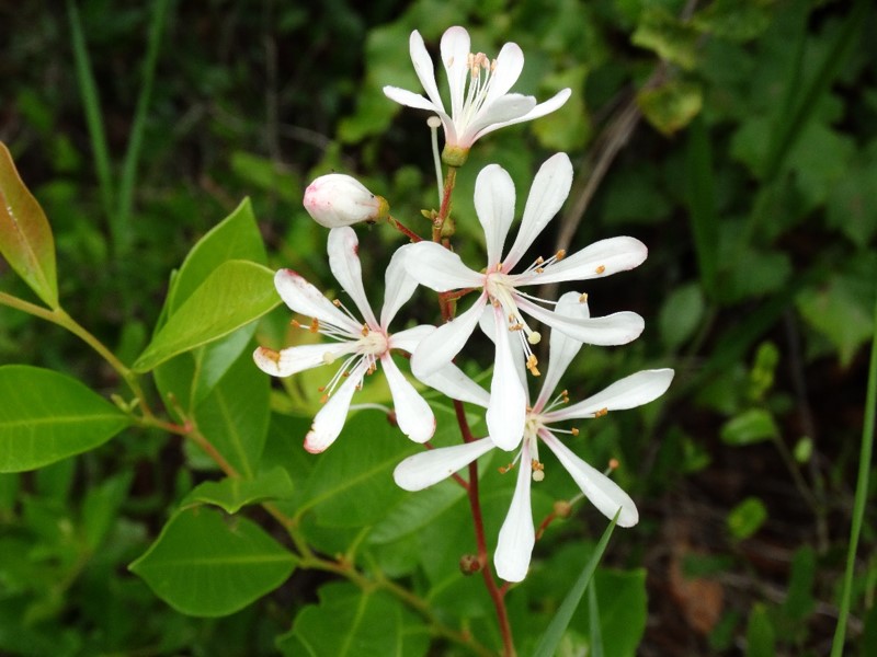 #61 Tarflower – Shopping