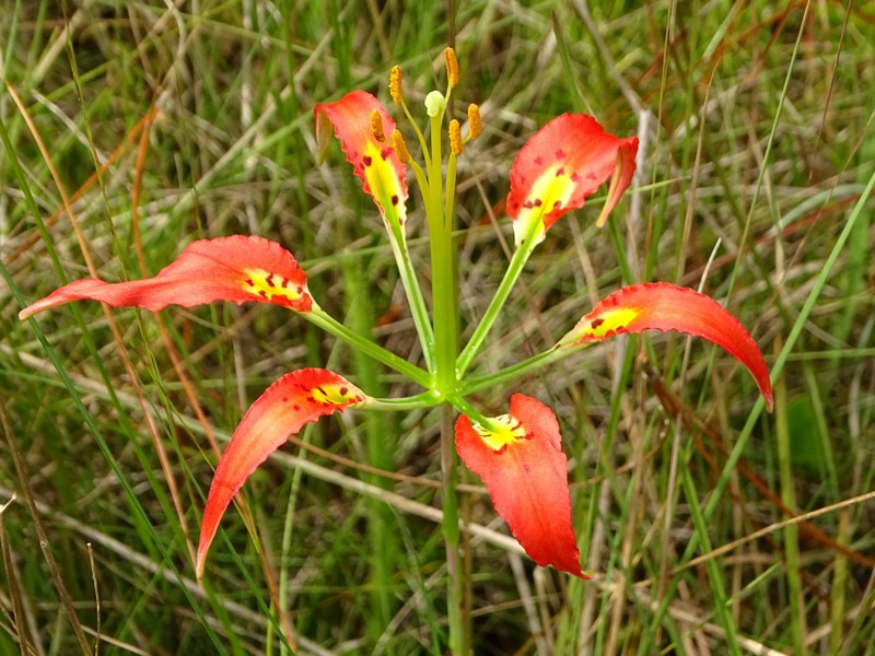 #341 Pine Lily – Shopping