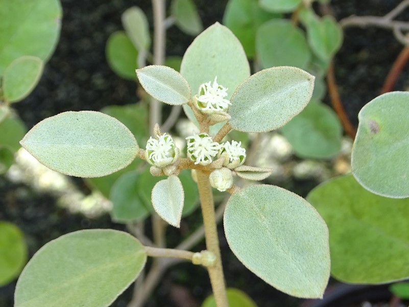 #358 Gulf Croton – Shopping