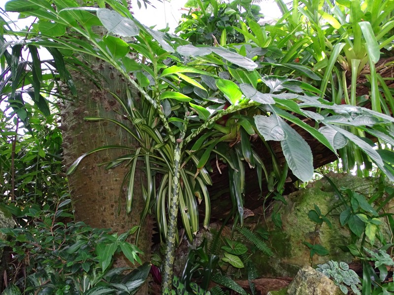 Butterfly Plant Sales – Shopping