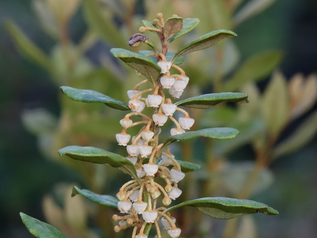 #417 Rusty Staggerbush – Shopping