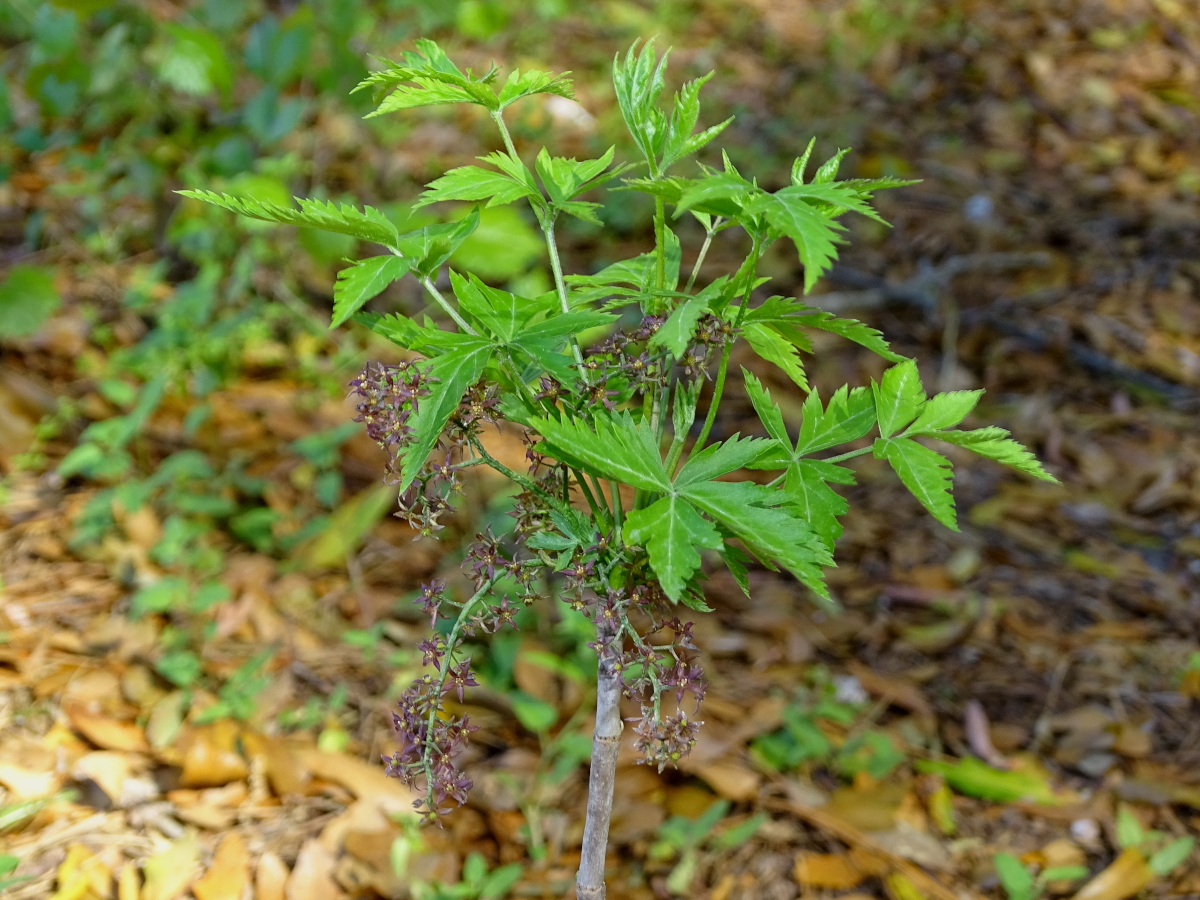 #411 Yellowroot – Shopping