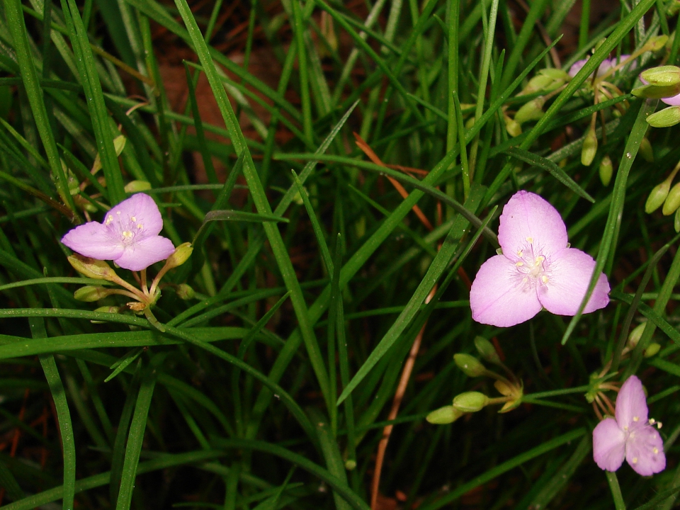 #462 Florida Scrub Roseling – Shopping