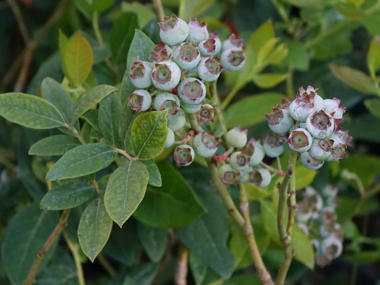 #472 Star Blueberry – Shopping