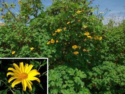 #474 Sunflower Tree – Shopping