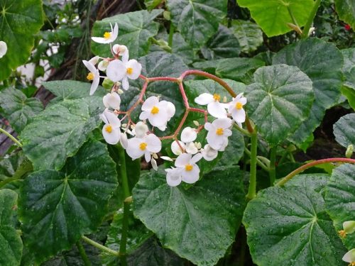 #522 Fragrant Begonia – Shopping