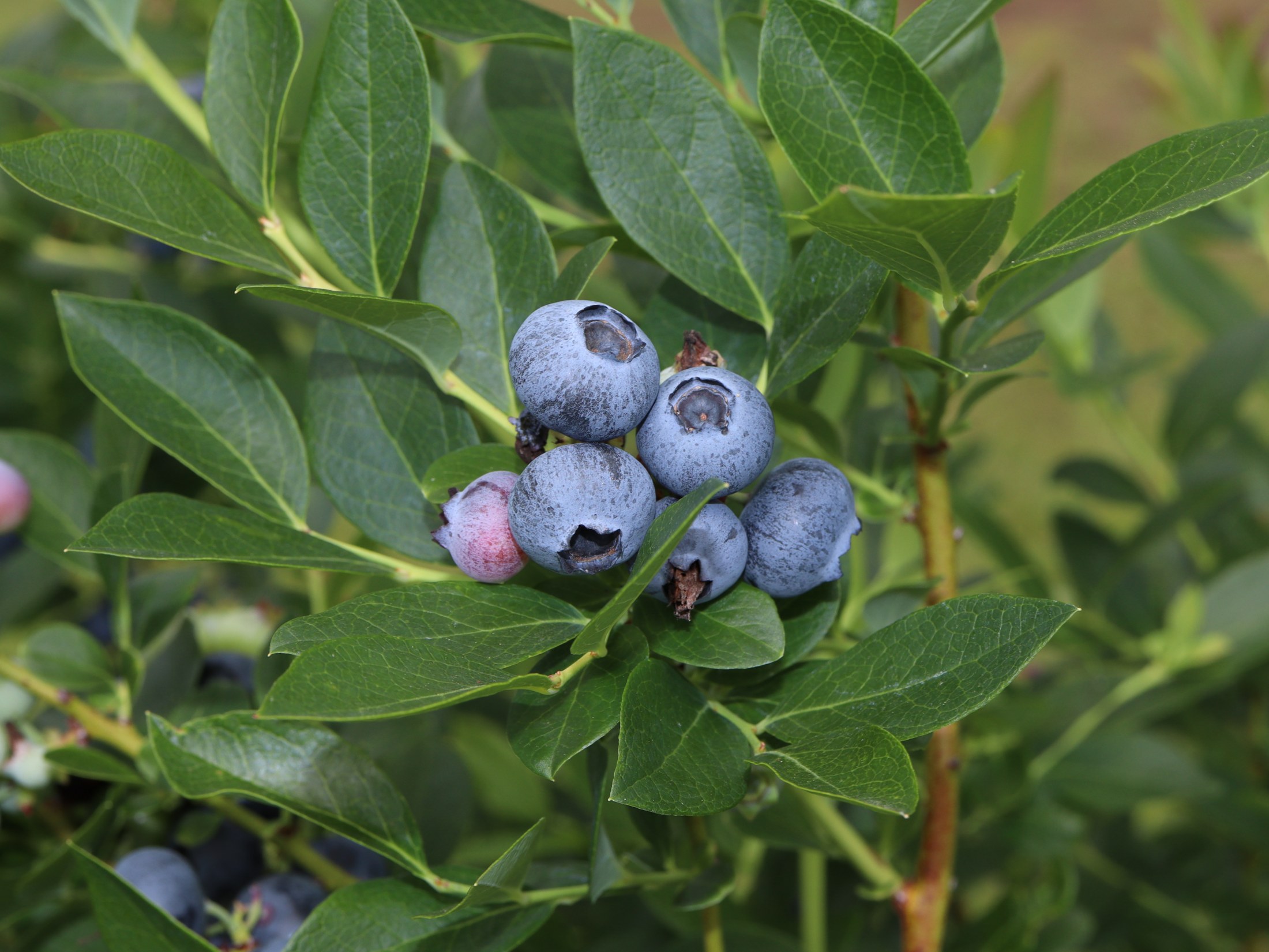 #274 Emerald Blueberry – Shopping