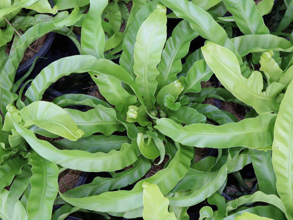 #581 Hurricane Bird’s Nest Fern – Shopping