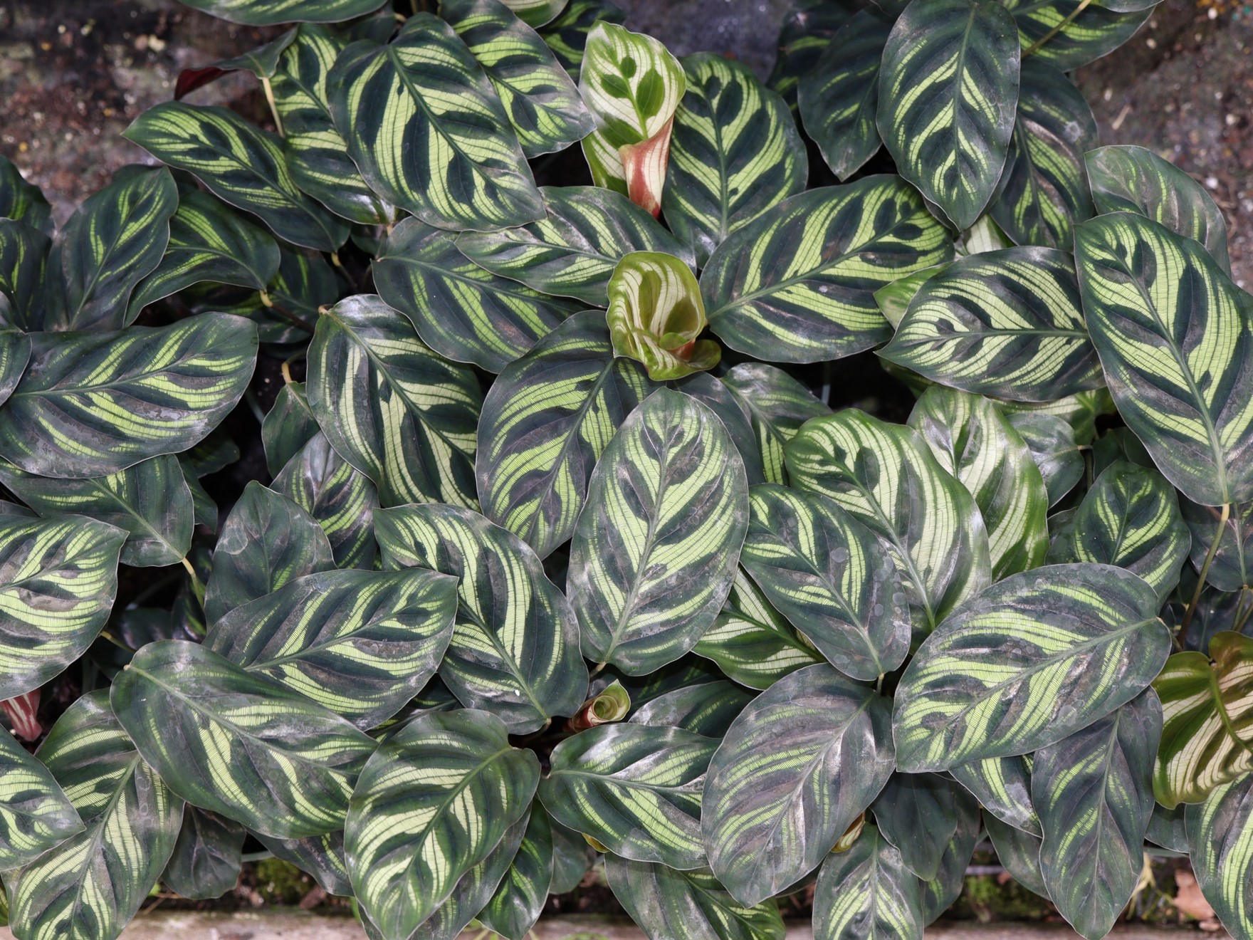 #589 Peacock Plant – Shopping