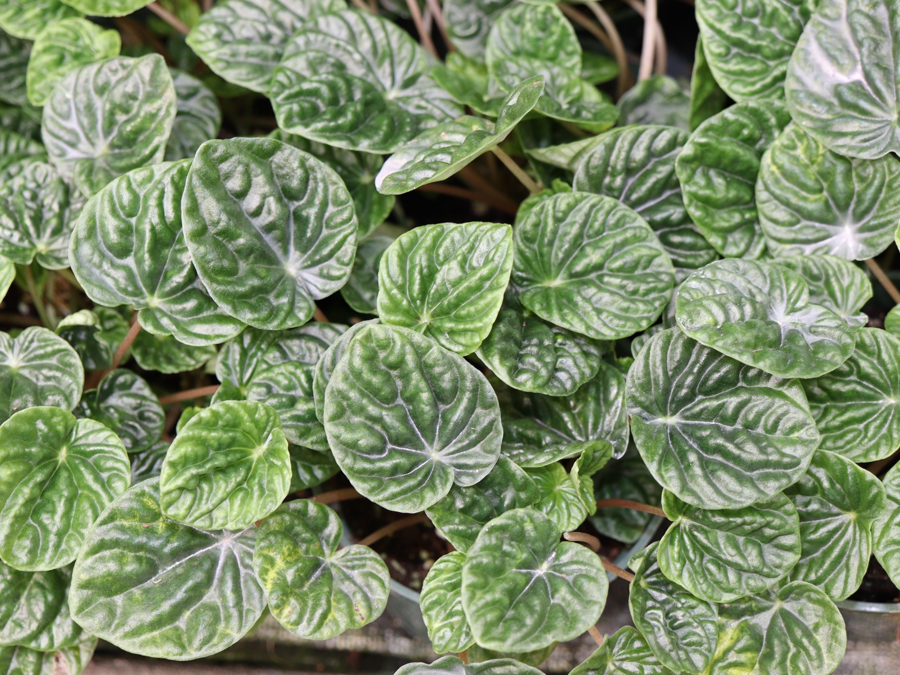 #591 Emerald Ripple Peperomia – Shopping