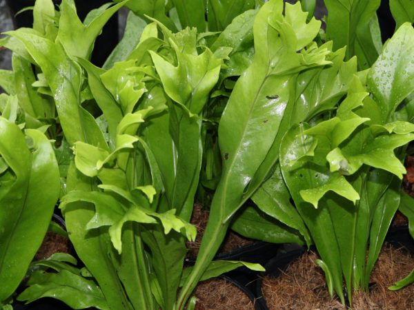 Butterfly Plant Sales – Shopping