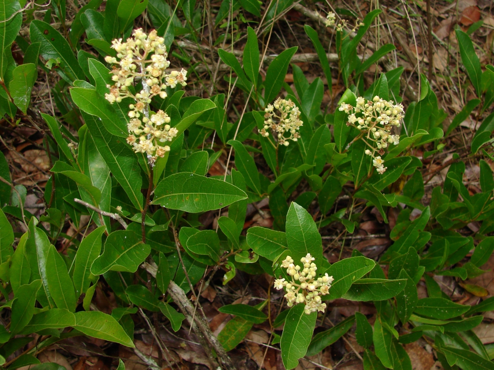 #193 Gopher Apple – Shopping