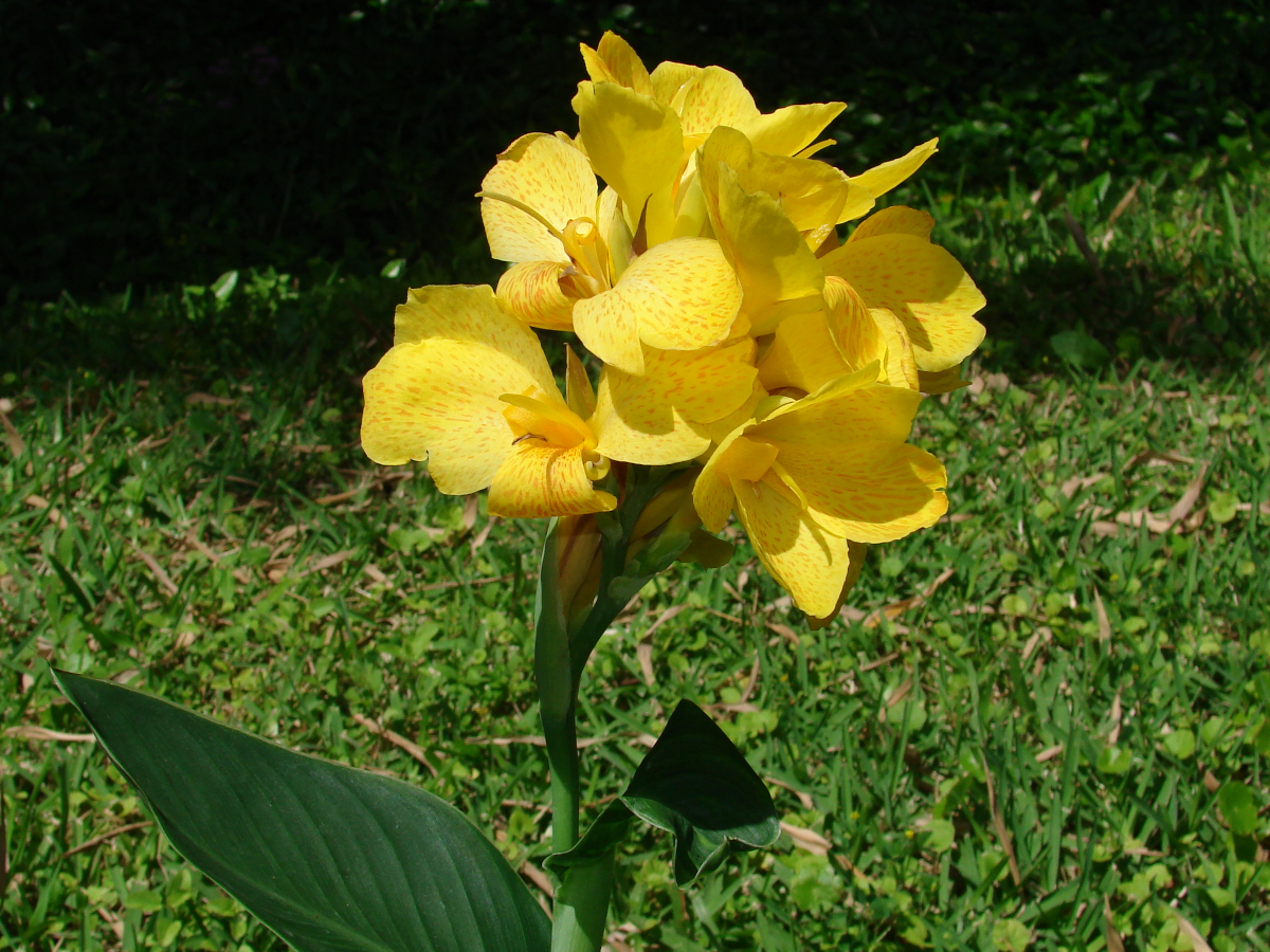 #313 Cannova Yellow Canna – Shopping