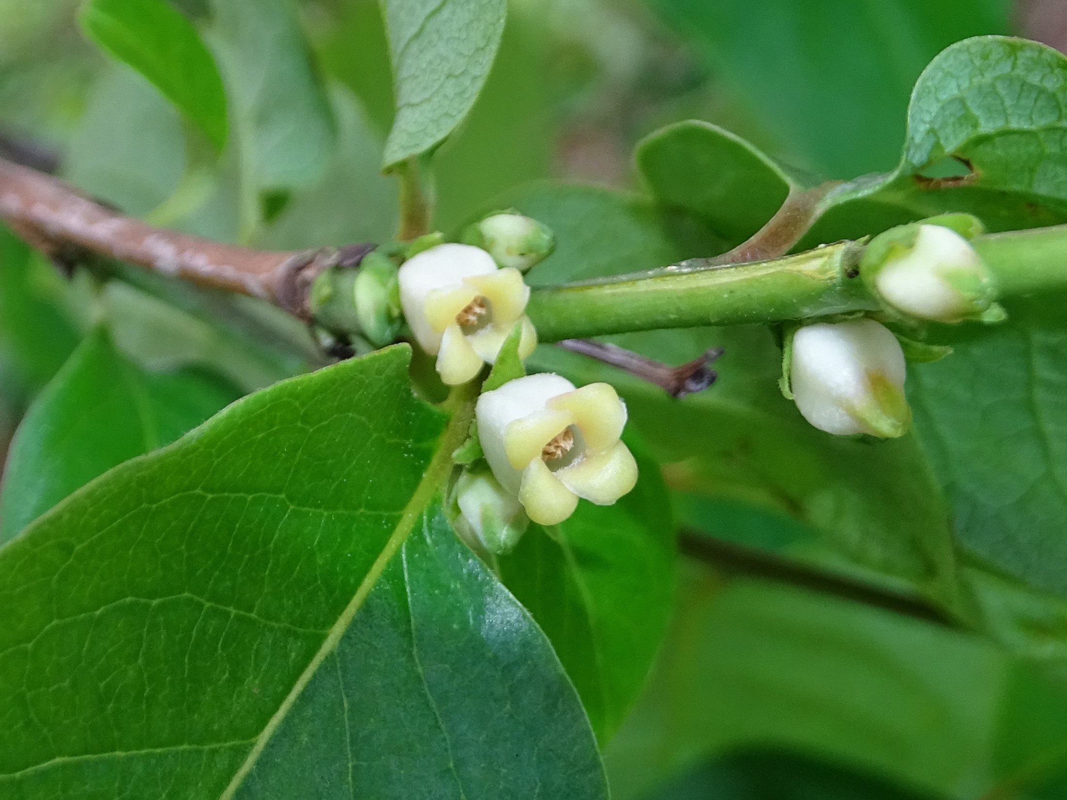 Spring Plant Sale – Shopping