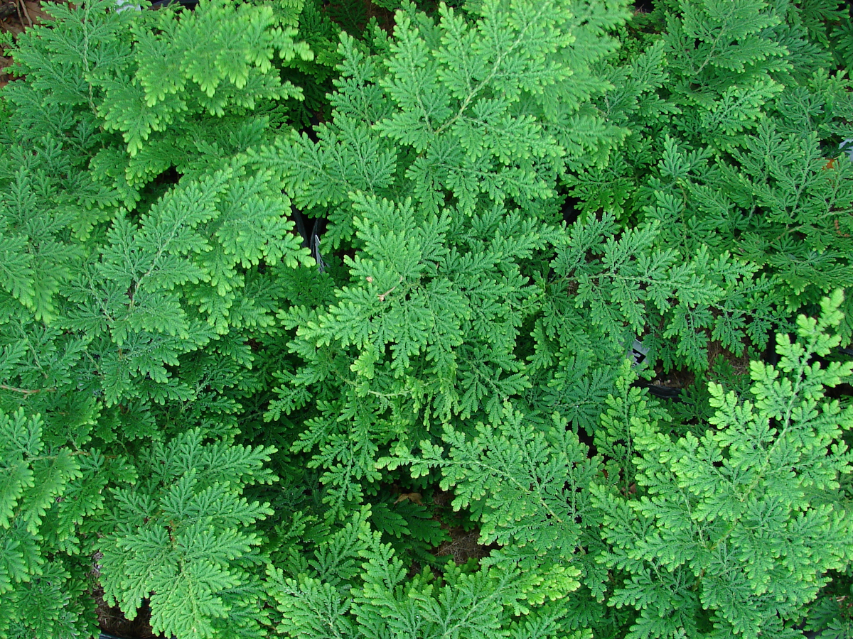 #330 Cypress Fern – Shopping