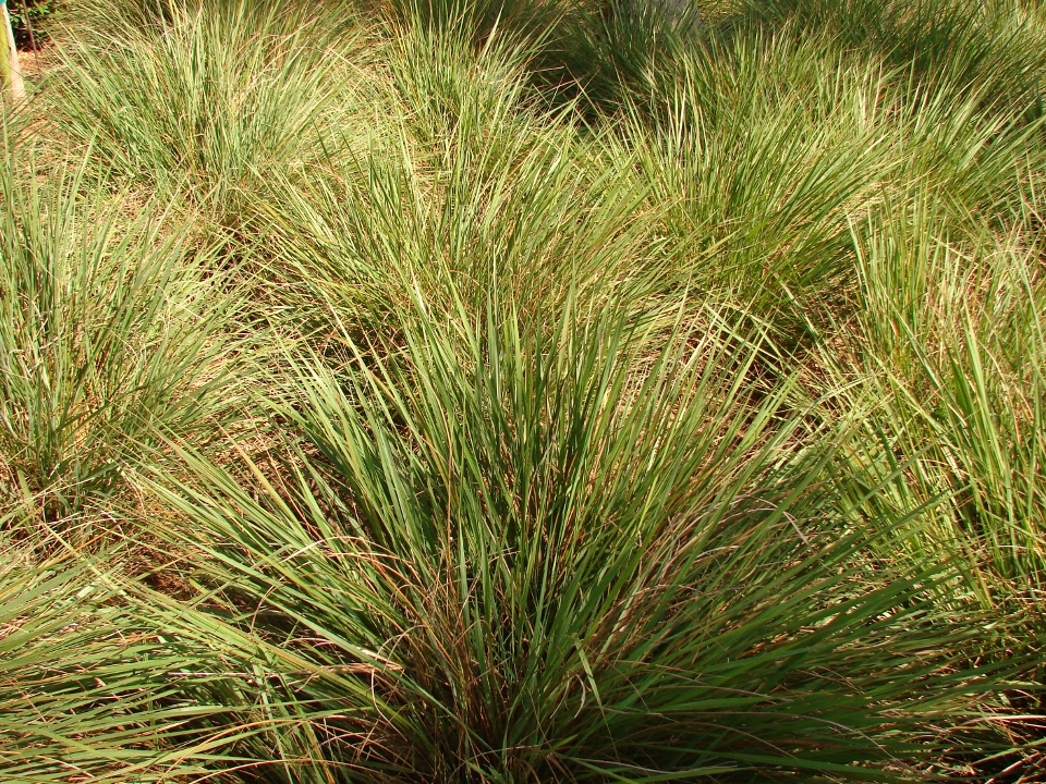 #162 Fakahatchee Grass – Shopping