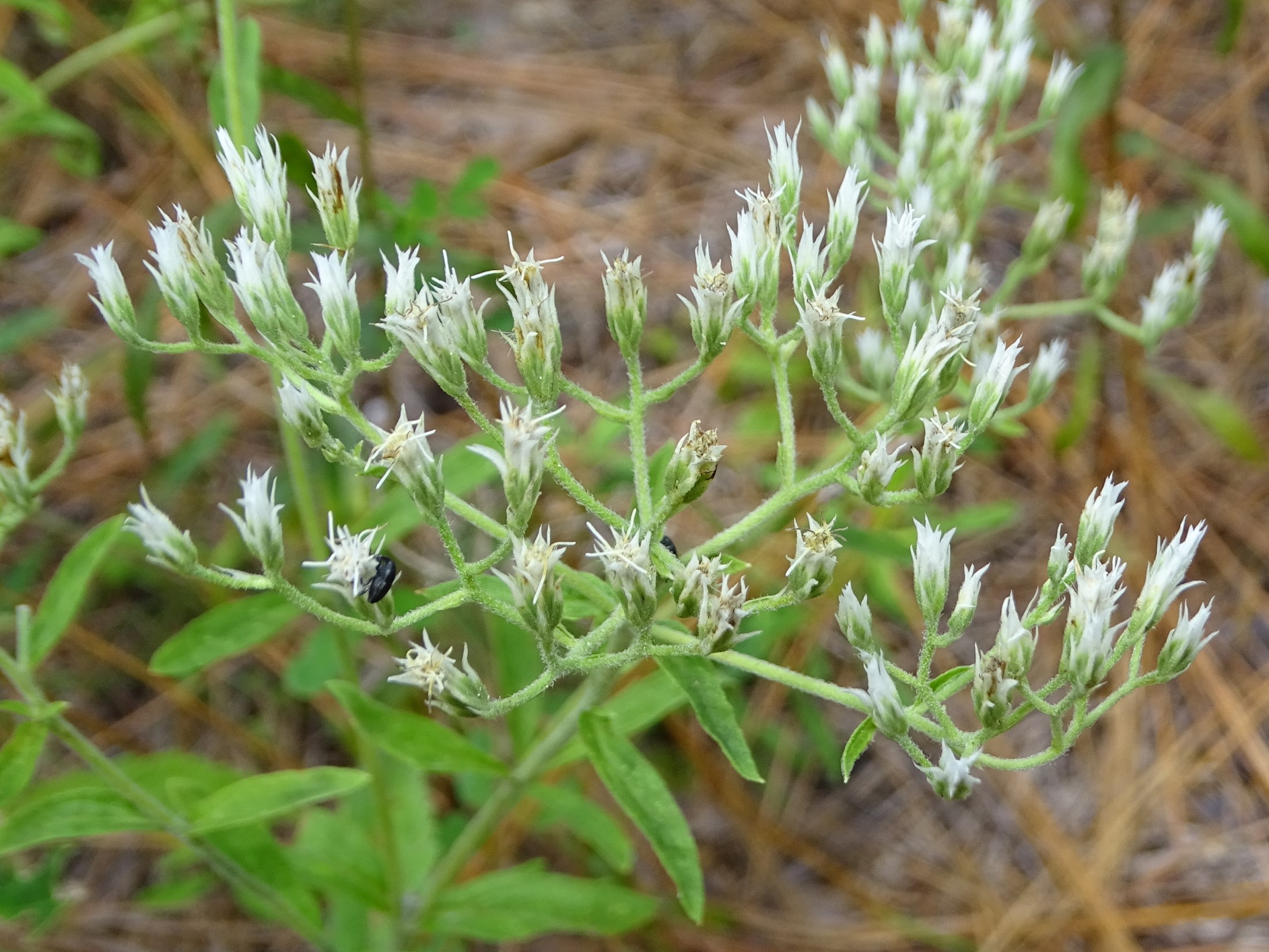 #204 White Thoroughwort – Shopping