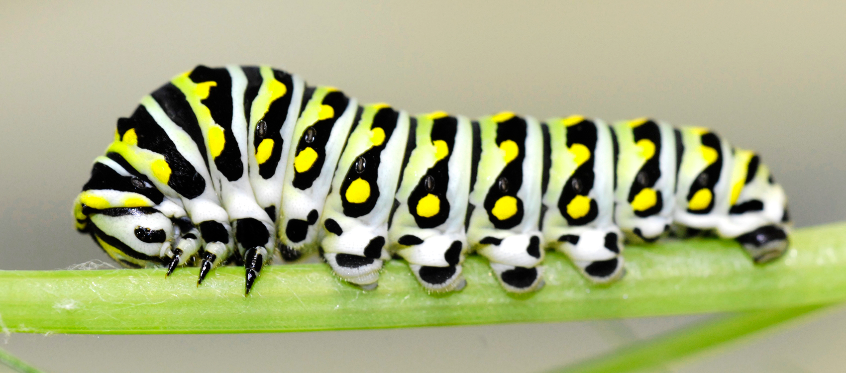 Life on Earth – Discover Natural History