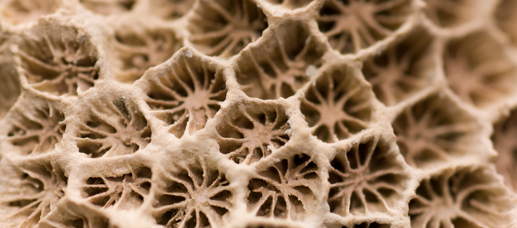 Fossils & Paleontology – Discover Natural History