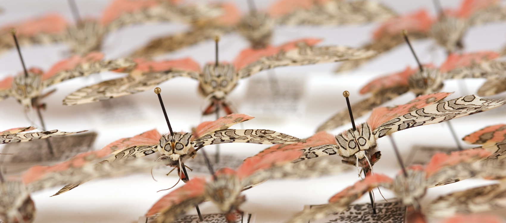 Latest Research News – Department of Natural History