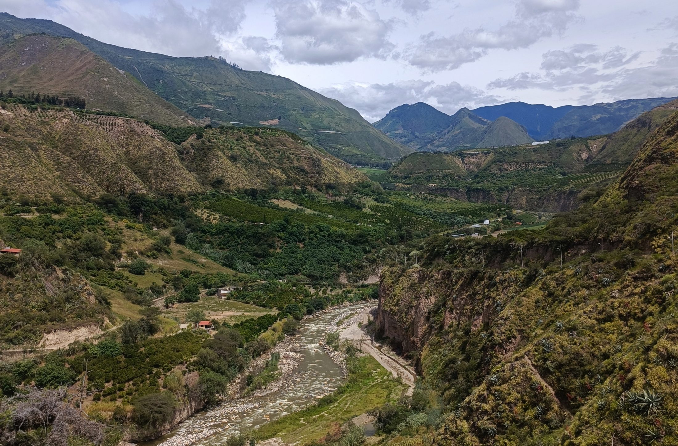 Documenting the plant diversity of Peperomia (Piperaceae) in Ecuador ...