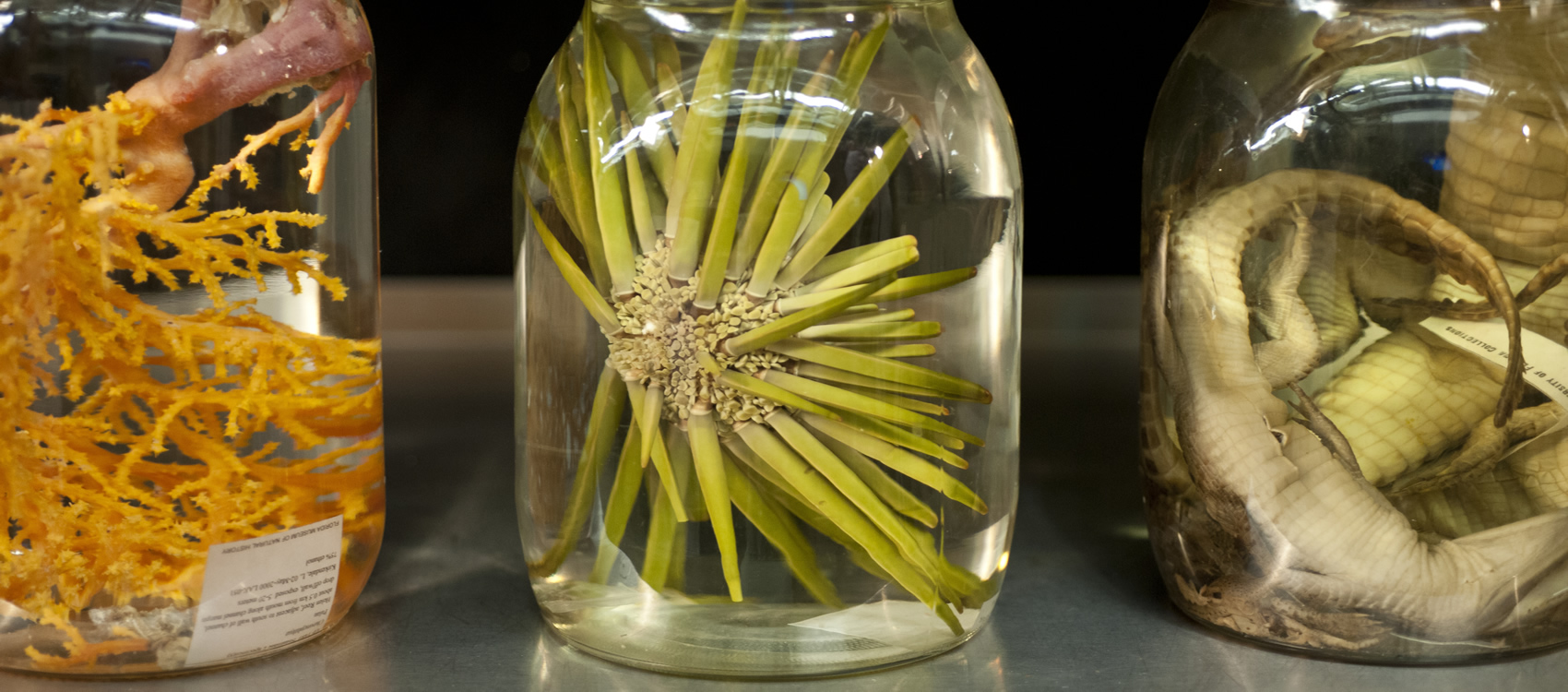 Natural History Collections + Labs – Florida Museum