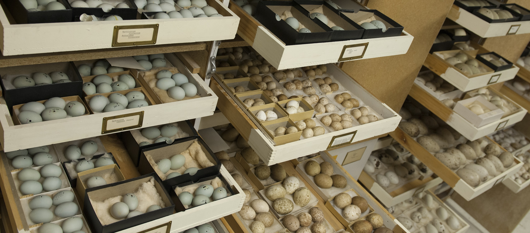 Museum Collections – Natural History Collections + Labs