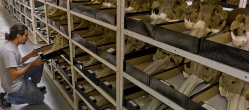 Collections Policy – Natural History Collections + Labs