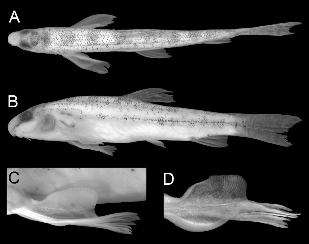 $2.7 million granted to study largest group of freshwater fish ...