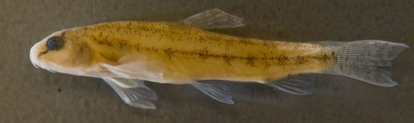 $2.7 million granted to study largest group of freshwater fish ...