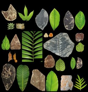 Plant fossils give first picture of earliest Neotropical rainforests ...